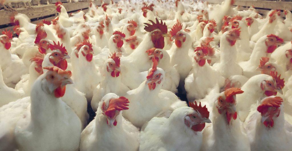 Poultry producer Simmons tops private companies list in Northwest ...