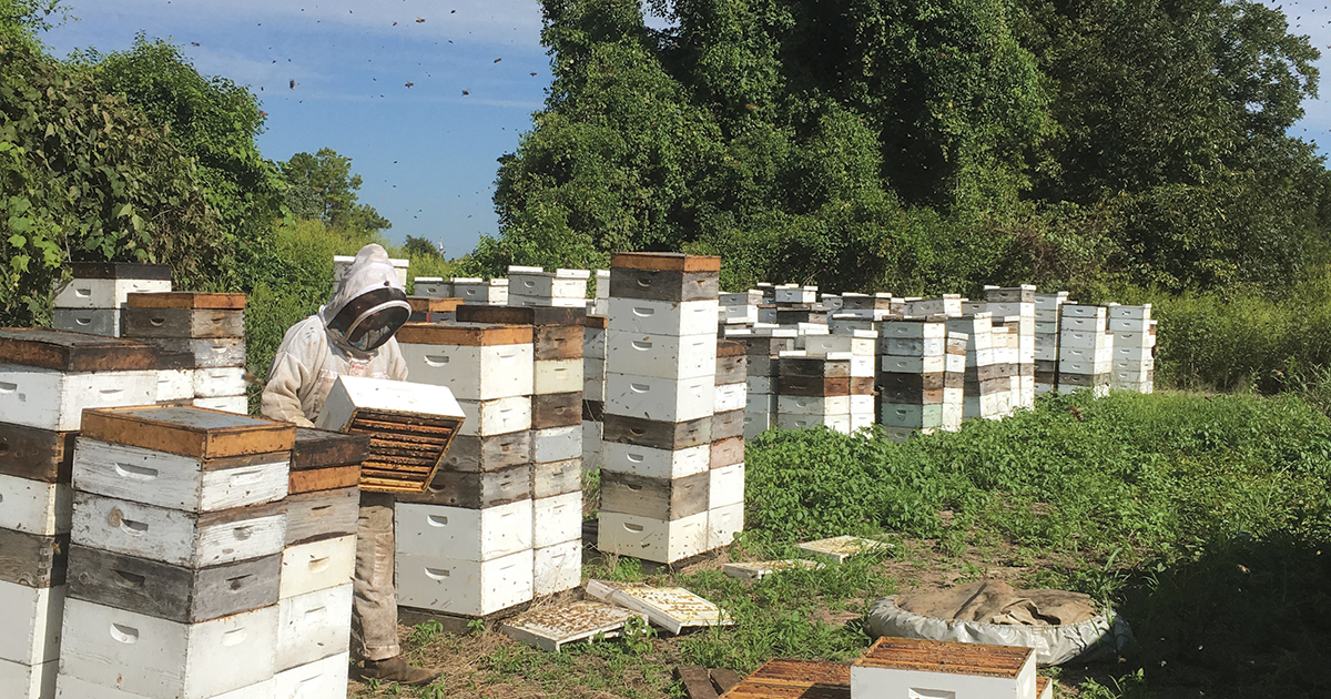 Key to profitable honey farm work is finding the ‘right balance’ with ...