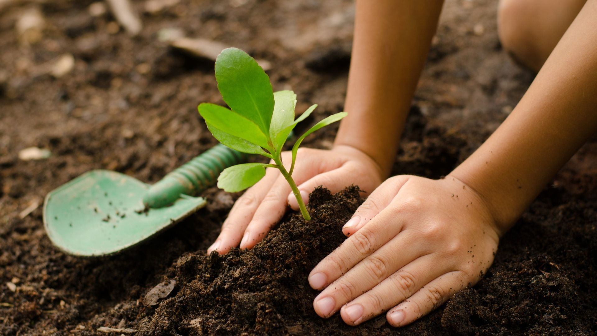 The sixth annual 'Free Tree Fridays' has been launched - Talk Business ...
