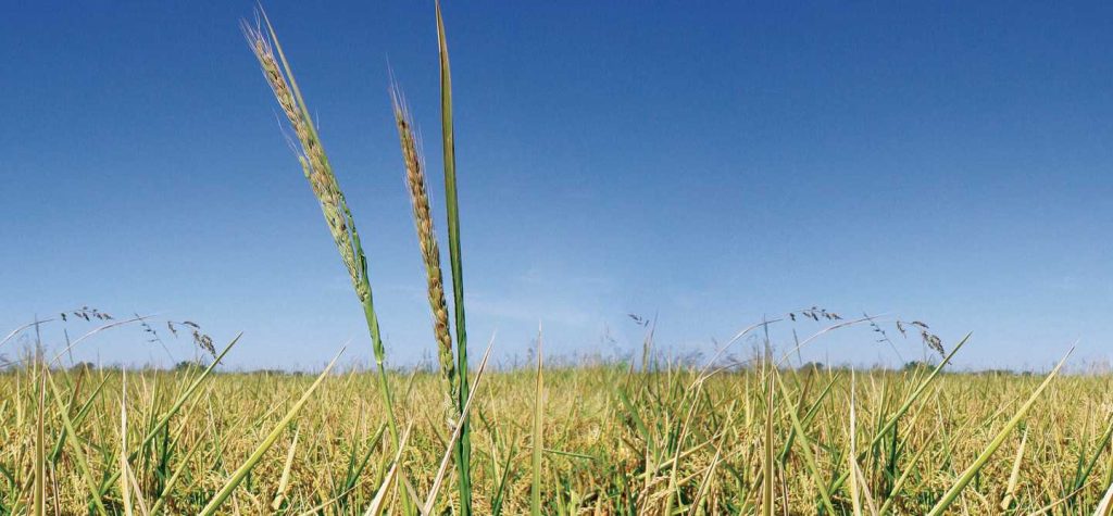 Two genetic pathways that lead to 'weedy rice' identified by ...