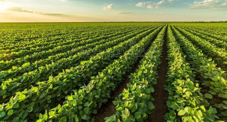 Brad Doyle appointed as a director on the United Soybean Board - Talk ...