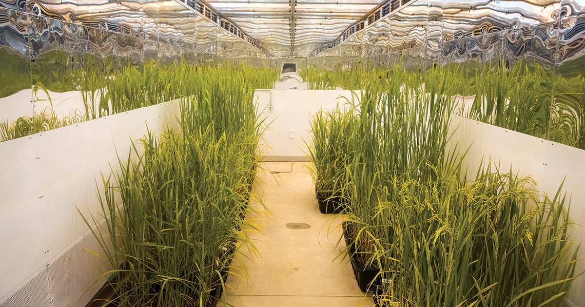 New rice genetics research focus of $10 million USDA grant - Talk ...