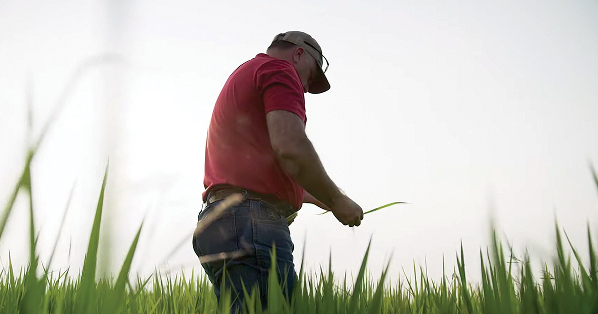 The Supply Side: Arkansas rice farmer part of Walmart’s sustainable ...