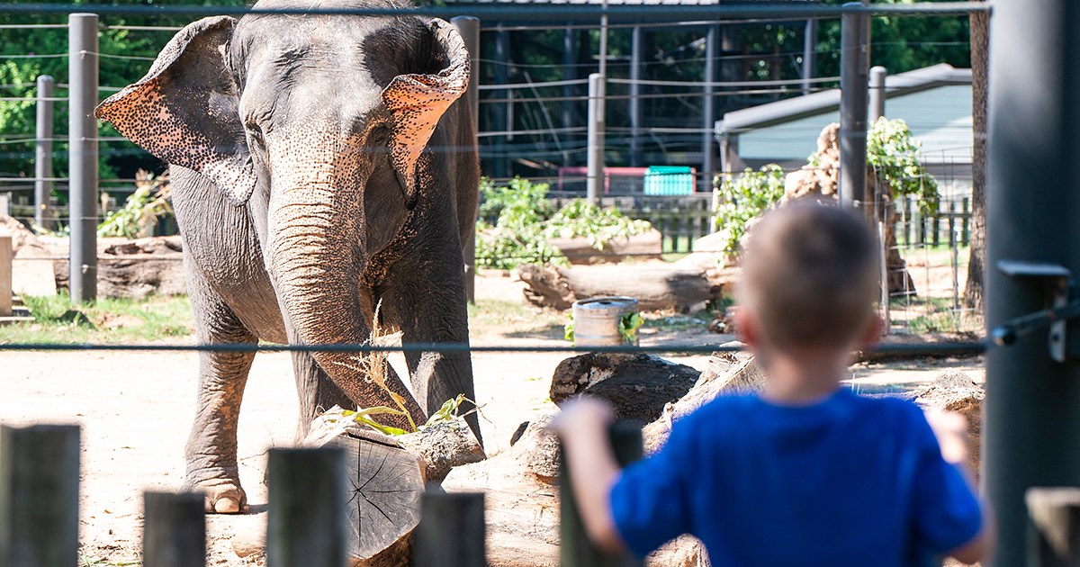 Lyon College, LR Zoo offer ‘animal enrichment' course - Talk Business ...