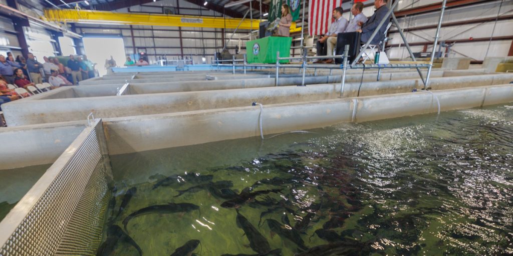 Game and Fish leaders dedicate $16 million renovated hatchery, launch ...
