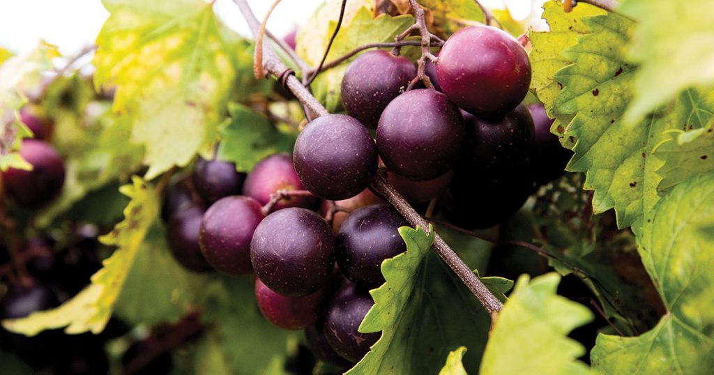 Research could help with state’s muscadine production - Talk Business ...
